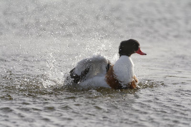 Juvenile Shelduck Feeding in the Water in a Coastal Area Stock Photo ...