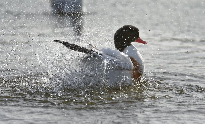 Common Shelduck stock photo. Image of splashing, nature - 171113416