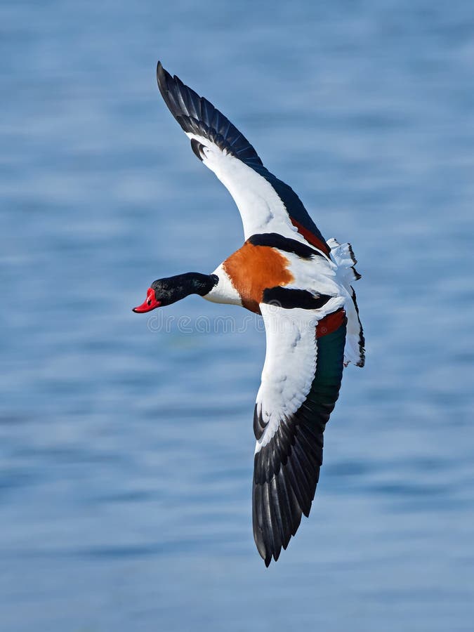 Common Shelduck (Tadorna Tadorna) Stock Photo - Image of wild, wildlife ...