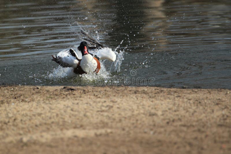 Common shelduck stock photo. Image of animal, water, shelduck - 48194958