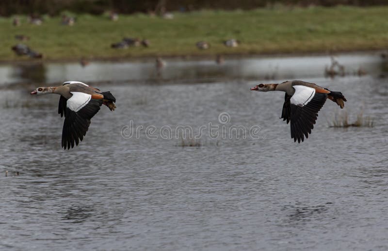 Common Shelducks Flying Over the Lake Stock Image - Image of flight ...