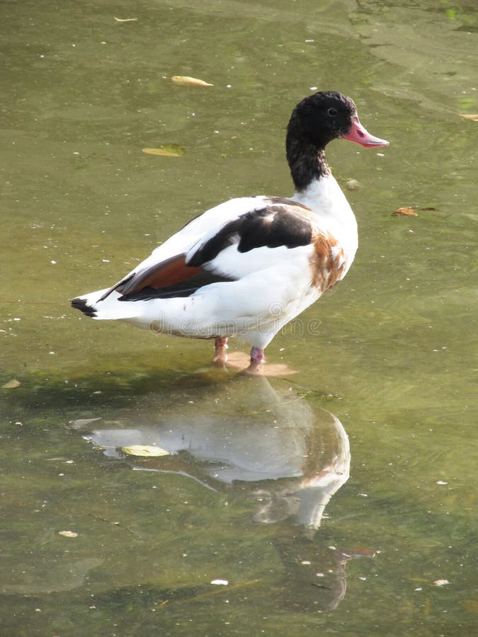 Common shellduck stock image. Image of standing, shallow - 60664531