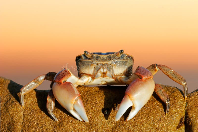 Common shore crab stock image. Image of indian, pool - 53997699