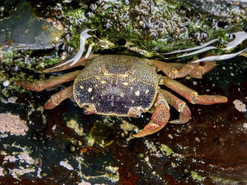 Common shore crab stock image. Image of indian, pool - 53997699