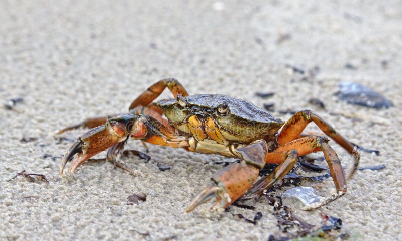 Common shore crab stock image. Image of indian, pool - 53997699