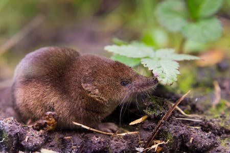 Common Shrew (Sorex Araneus) Stock Photo - Image of araneus, mouse ...