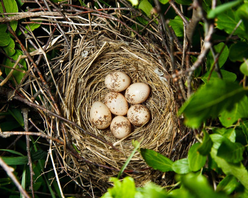 Common Shrike, Lanius Collurio. Nest with Eggs Stock Photo - Image of ...