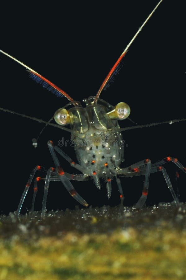 Common shrimp stock image. Image of semi, freedive, dive - 61381513