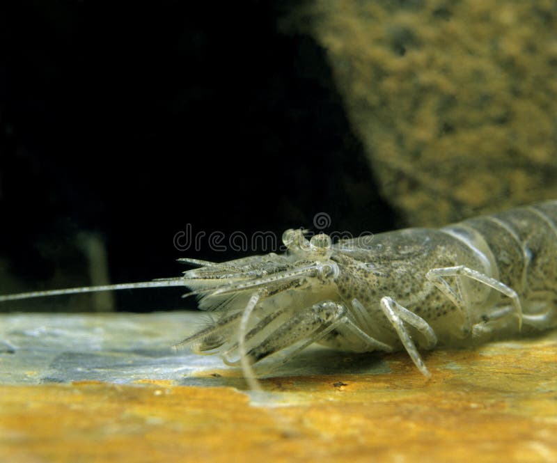 Crangon Crangon - Common Shrimp Stock Image - Image of mediterranean ...