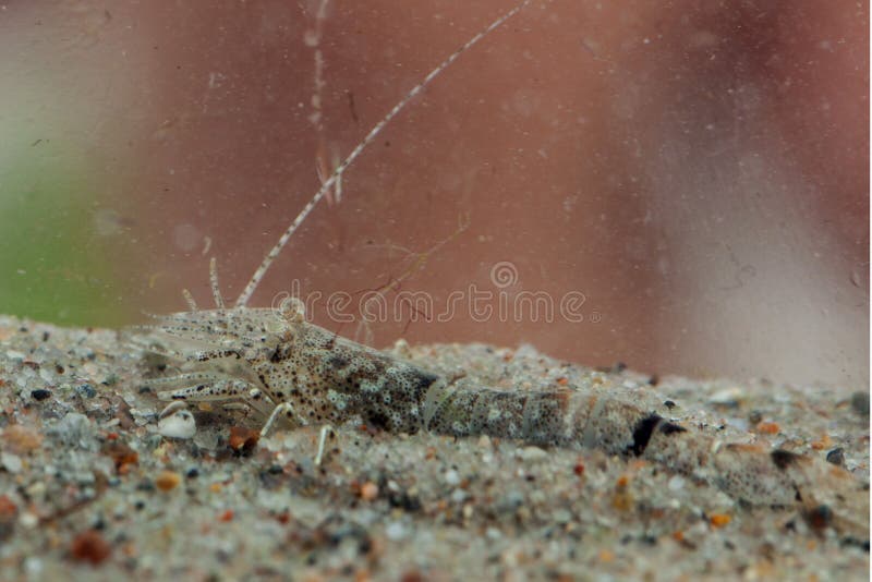 Common Shrimp, Crangon Crangon Stock Image - Image of aquatic, algae ...