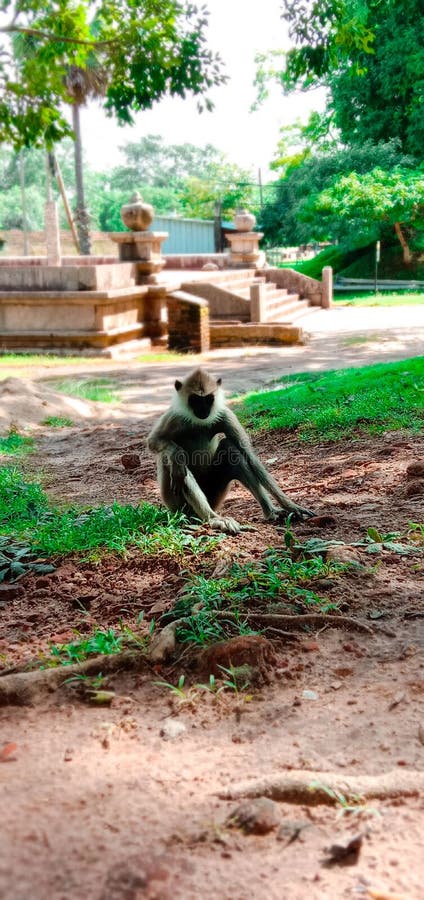 A Monkey in a Ancient City Premises. Stock Photo - Image of animals ...