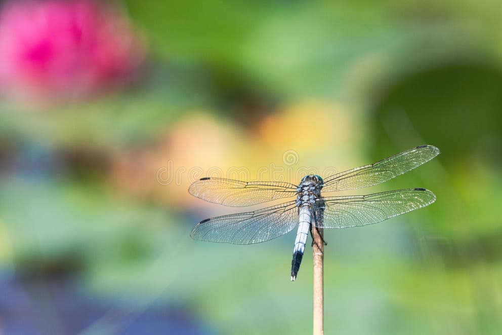 Common Skimmer on a Dry Grass Stock Image - Image of insect, dragonfly ...