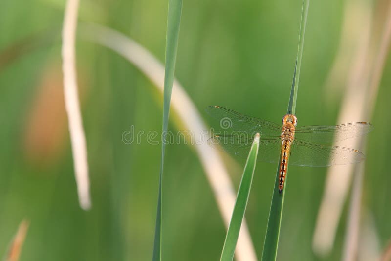 Common skimmer on a leaf stock image. Image of closeup - 33174317