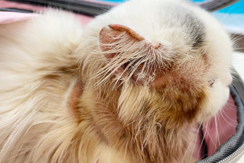 Common Skin Problems In Cats Cat Scratching Or Licking Themselves Due To Itchiness A Balding