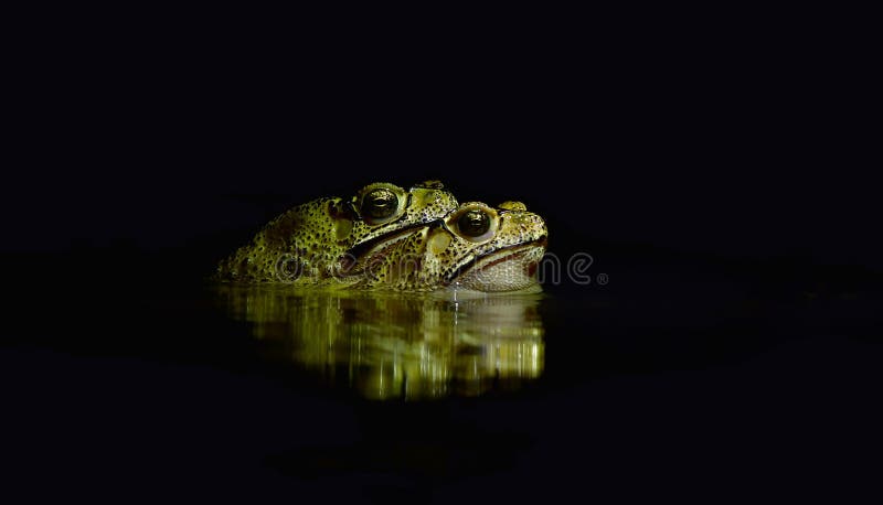 Common Skittering Frogs Skitter Stock Photo - Image of frogs ...
