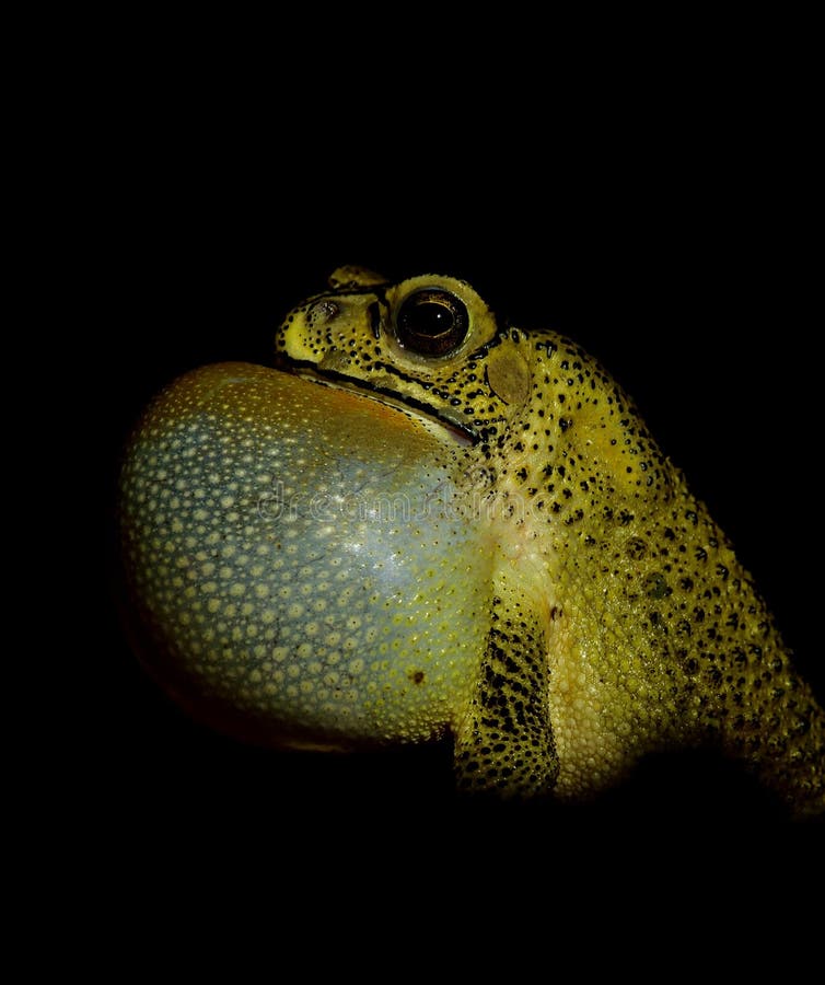 Common Skittering Frogs Skitter Stock Photo - Image of common, habitat ...