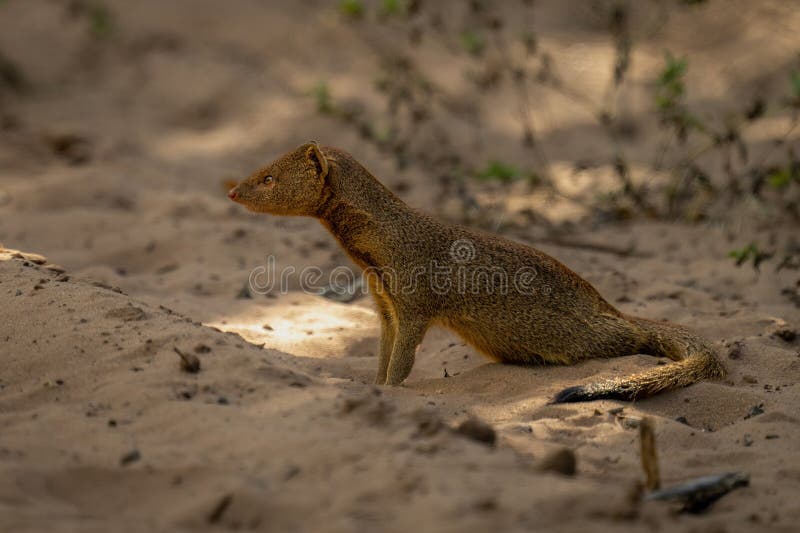 Common Slender Mongoose Sits on Shady Track Stock Photo - Image of ...