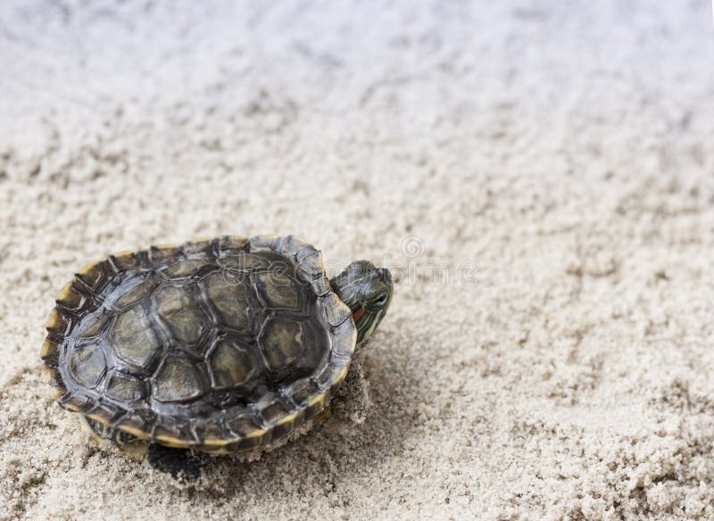 Common Slider, Also Known As Cumberland Slider Turtle, Red-eared Slider ...
