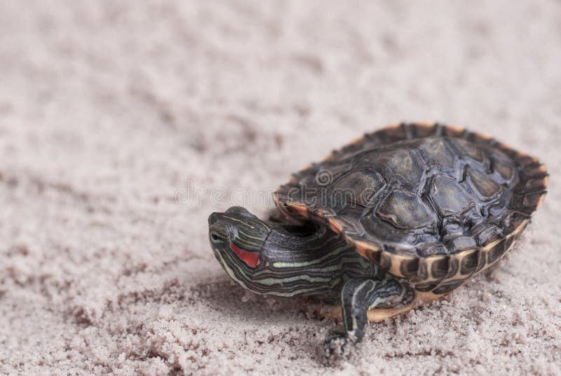 Common Slider, Also Known As Cumberland Slider Turtle, Red-eared Slider ...