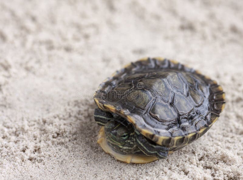Common Slider, Also Known As Cumberland Slider Turtle, Red-eared Slider ...