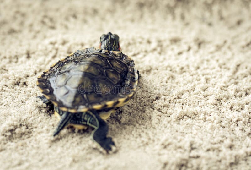 Common Slider, Also Known As Cumberland Slider Turtle, Red-eared Slider ...