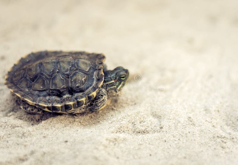 Common Slider, Also Known As Cumberland Slider Turtle, Red-eared Slider ...