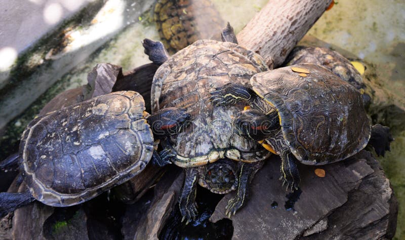 Red-Ear Slider Terrapin stock image. Image of aquatic - 2211515