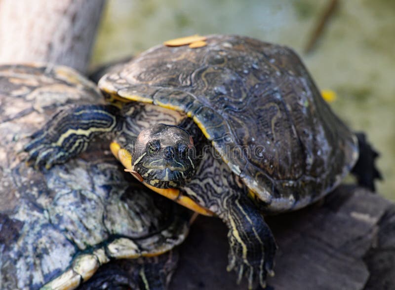 Red-Ear Slider Terrapin stock image. Image of aquatic - 2211515