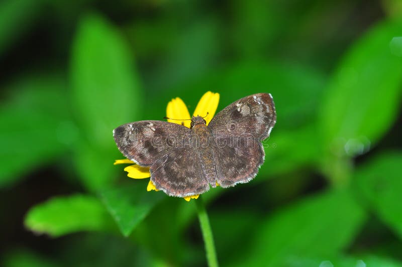 Small Flat Interior with Bed, Window, Coffee Table with Mug and Book ...