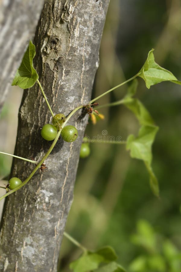 Common smilax stock photo. Image of summer, aspera, mediterranean ...