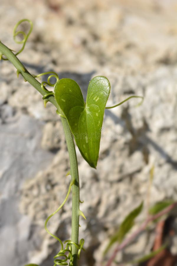 Common smilax stock image. Image of outdoors, leaf, brier - 328643947
