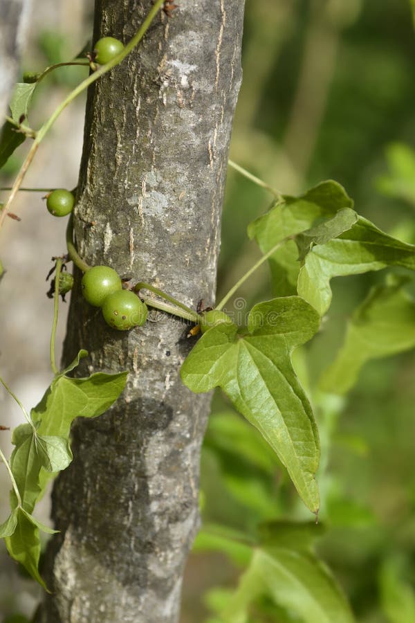 Common smilax stock image. Image of plant, close, leaves - 342016295