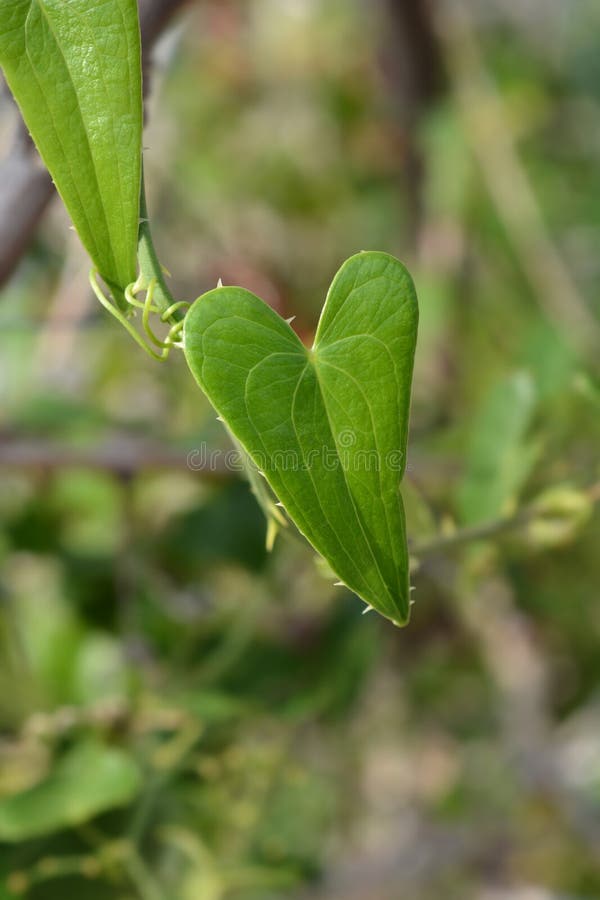 Common smilax stock photo. Image of plant, green, rough - 201306348