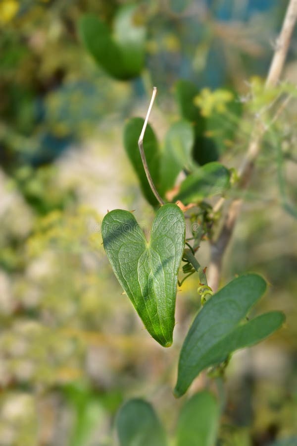 Common smilax stock photo. Image of bindweed, outdoors - 202363892