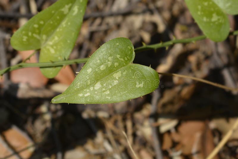 Common smilax stock photo. Image of european, botany - 359969394