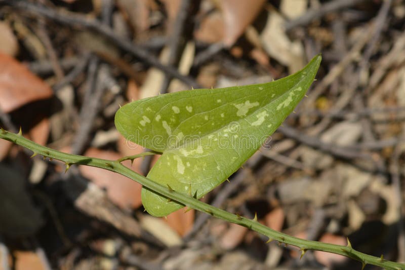Common smilax stock photo. Image of botany, garden, smilax - 365749590