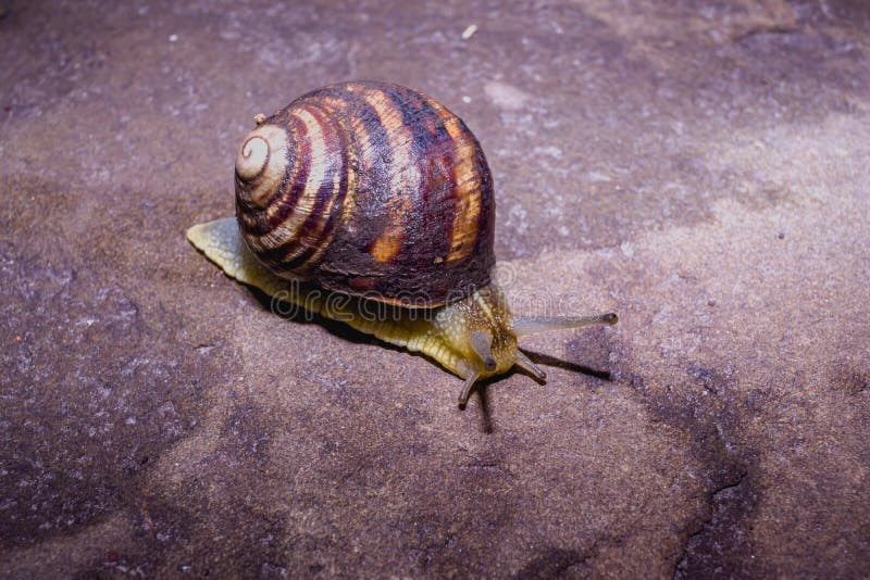 Common snail stock photo. Image of dessert, fruit, gourmet - 248851162
