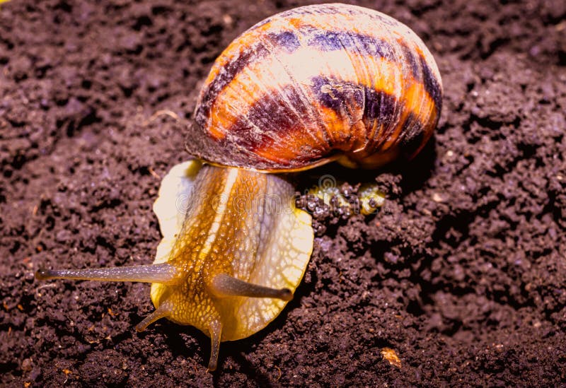 Common snail stock image. Image of dessert, delicious - 248851171