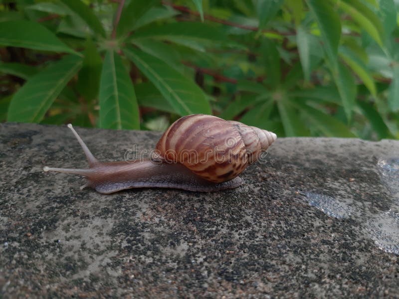 Common Snail Crawling on Plant in Garden Stock Image - Image of produce ...