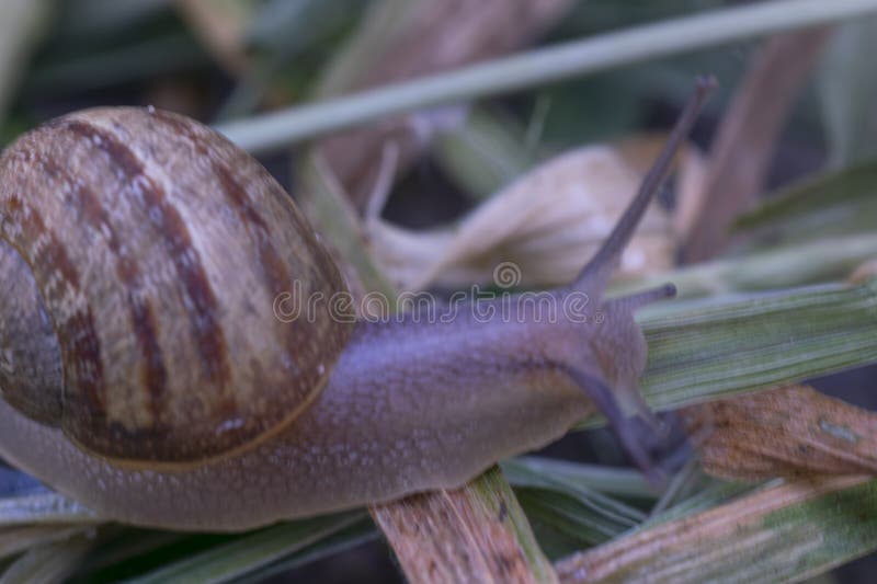 Common snail in the garden stock photo. Image of common - 342999140