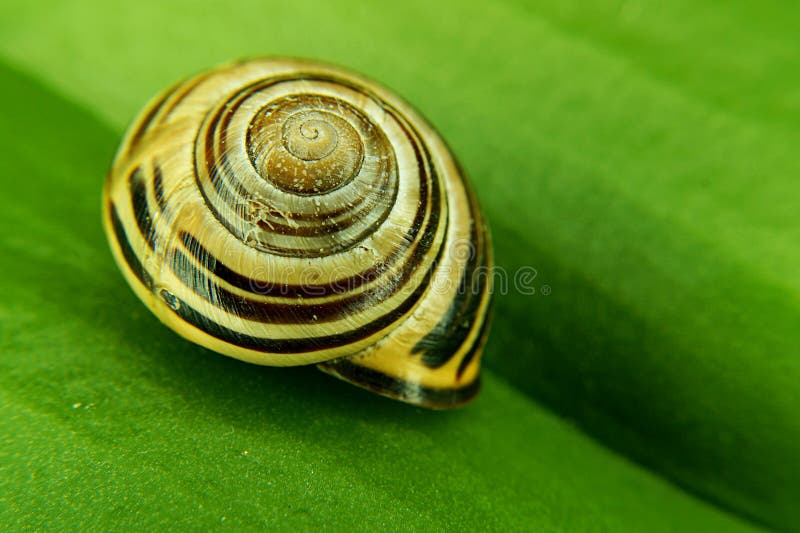 Snail with Shell with Colors and Circles Stock Photo - Image of colors ...