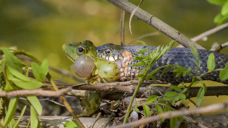 Common Snake Eats a Green Frog Stock Image - Image of outdoors ...