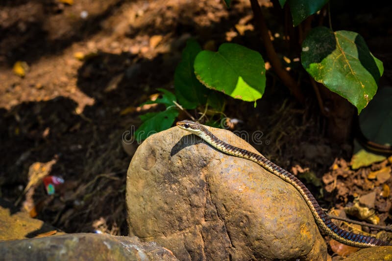 The Common Snake is the Most Common in the Temperate Latitudes of ...