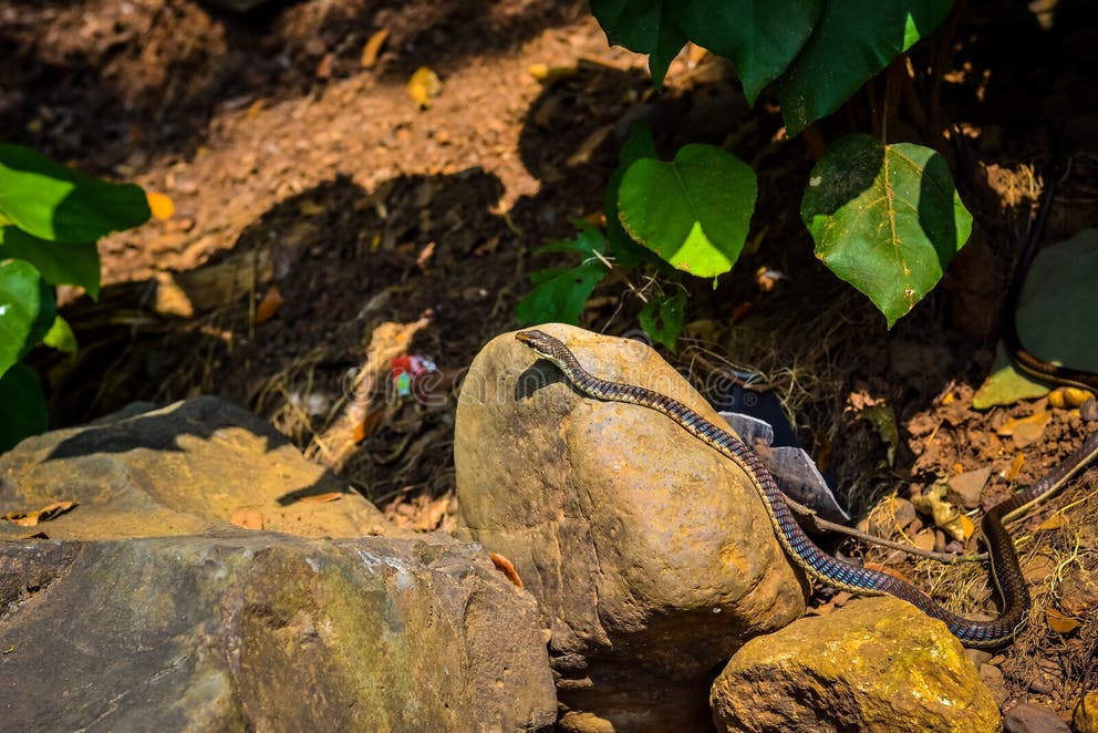 Common Snake stock photo. Image of reptile, jungle, india - 92884098