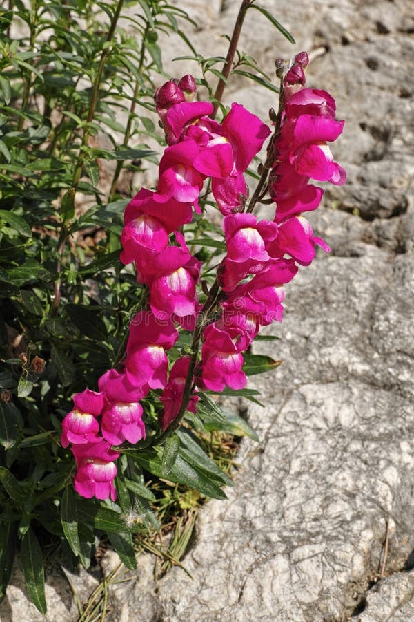 Snapdragon Grew Stock Photos - Free & Royalty-Free Stock Photos from ...