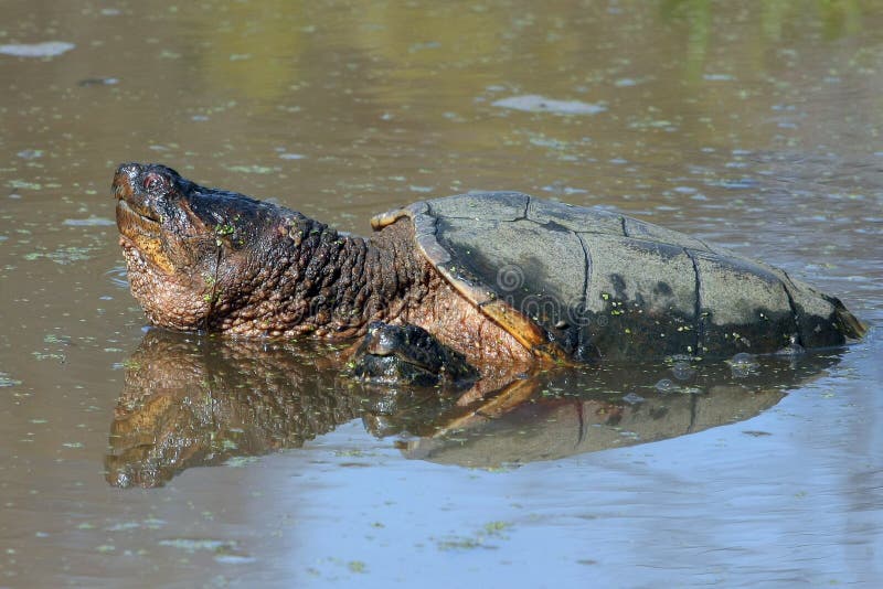 Common Snapping Turtle in Pond Water, Georgia USA Stock Photo - Image ...