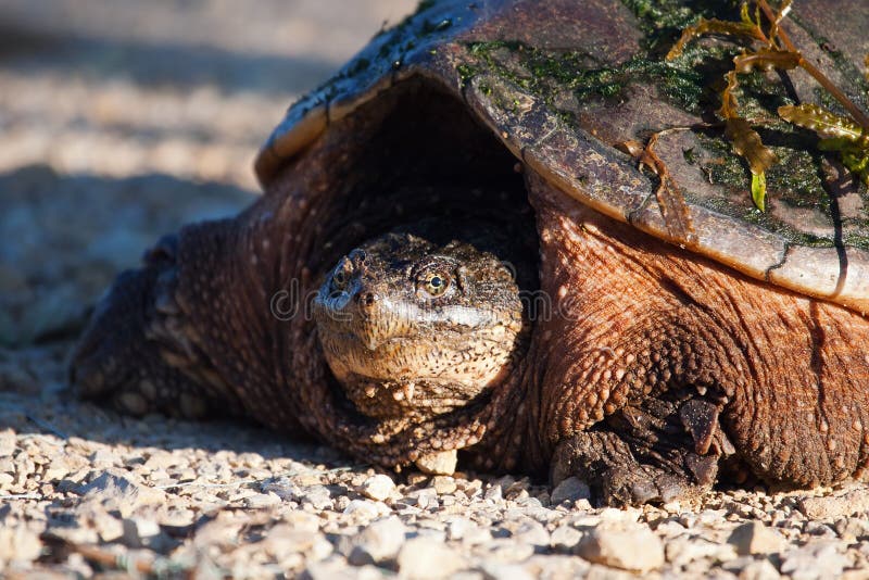 Common Snapping Turtle stock photo. Image of snap, snapping - 27344478