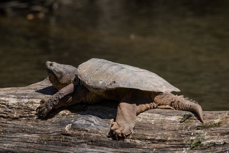 Common Snapping Turtle Claws - Chelydra Serpentina Stock Photo - Image ...
