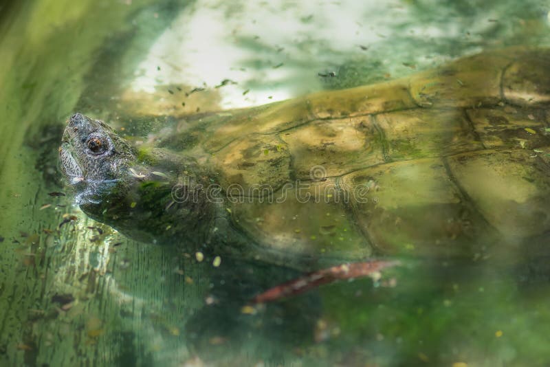 Common Snapping Turtle stock image. Image of freshwater - 303774733