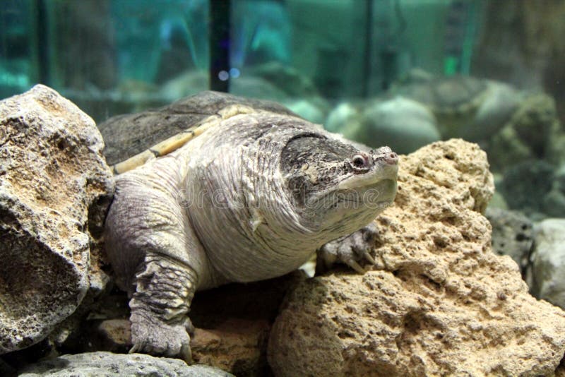 Common Snapping Turtle stock image. Image of control - 58355497